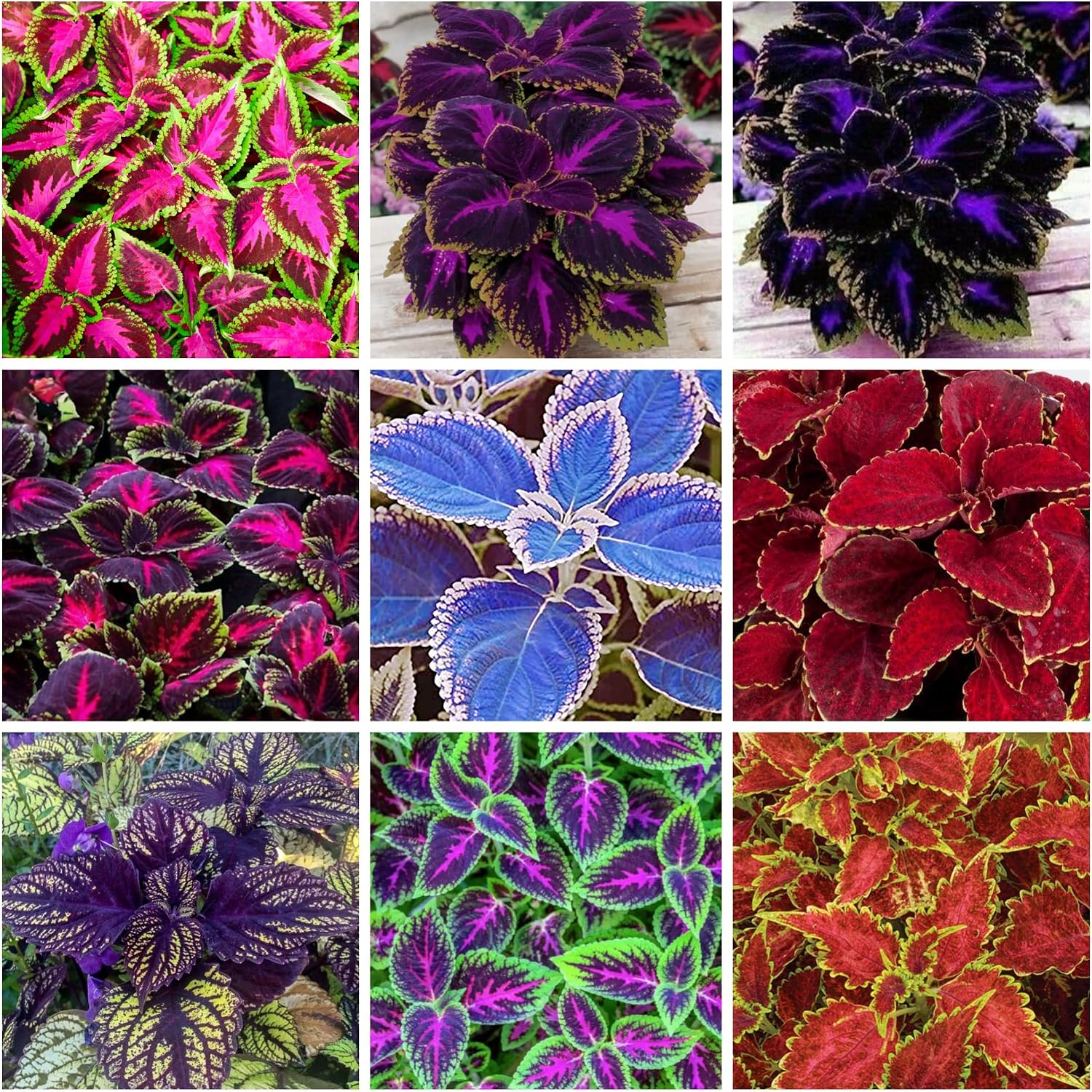 Amazon.com : Mix Coleus Seeds for Planting - 100+ Rainbow Color Coleus ...