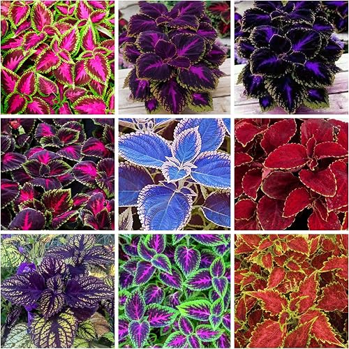 Mezcla de semillas de coleus para plantar, más de 100 semillas de coleo ...