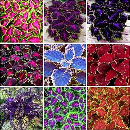 Amazon.com : Mix Coleus Seeds for Planting - 100+ Rainbow Color Coleus ...
