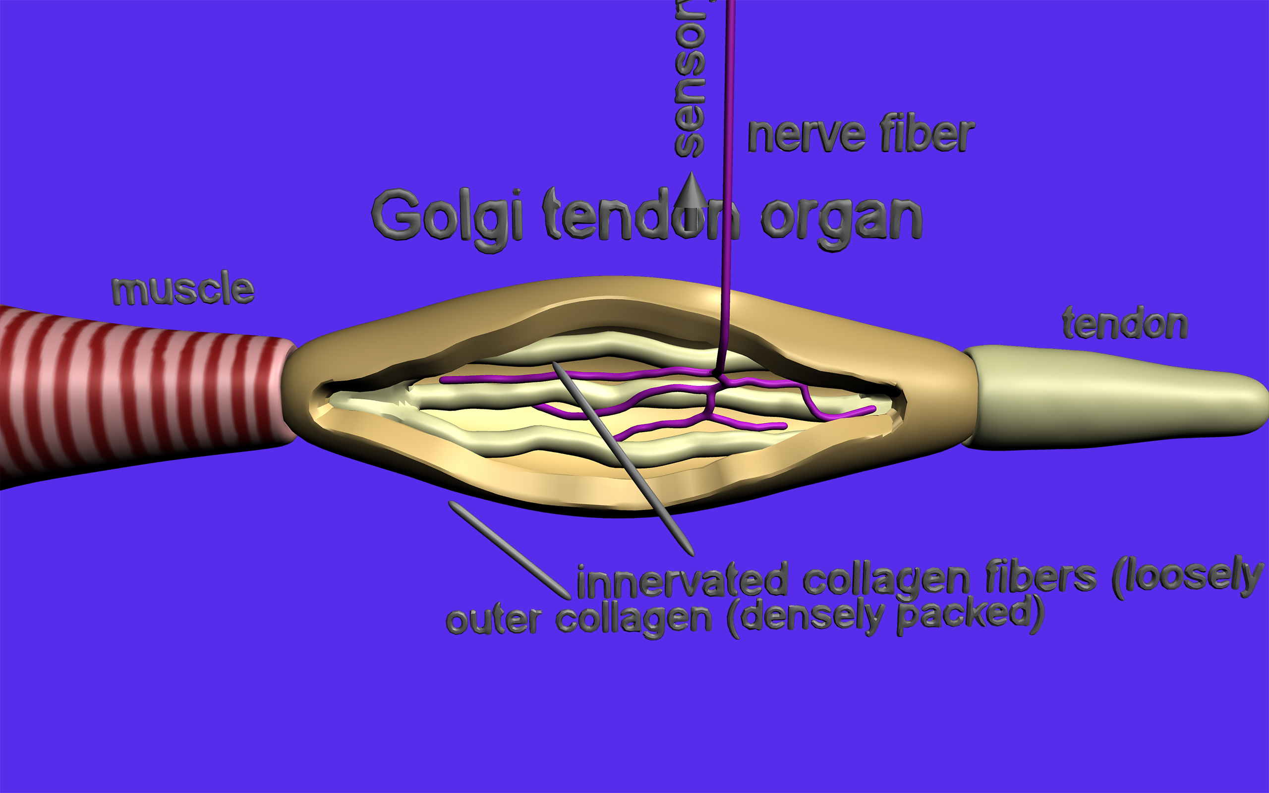 Golgi Tendon Organ Anatomy Anatomy & Physiology Illustration