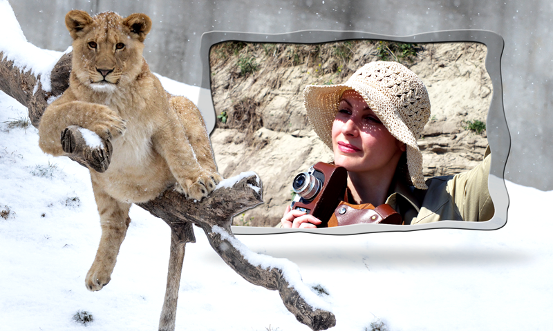 Lion Photo Frames:Amazon.com:Appstore for Android