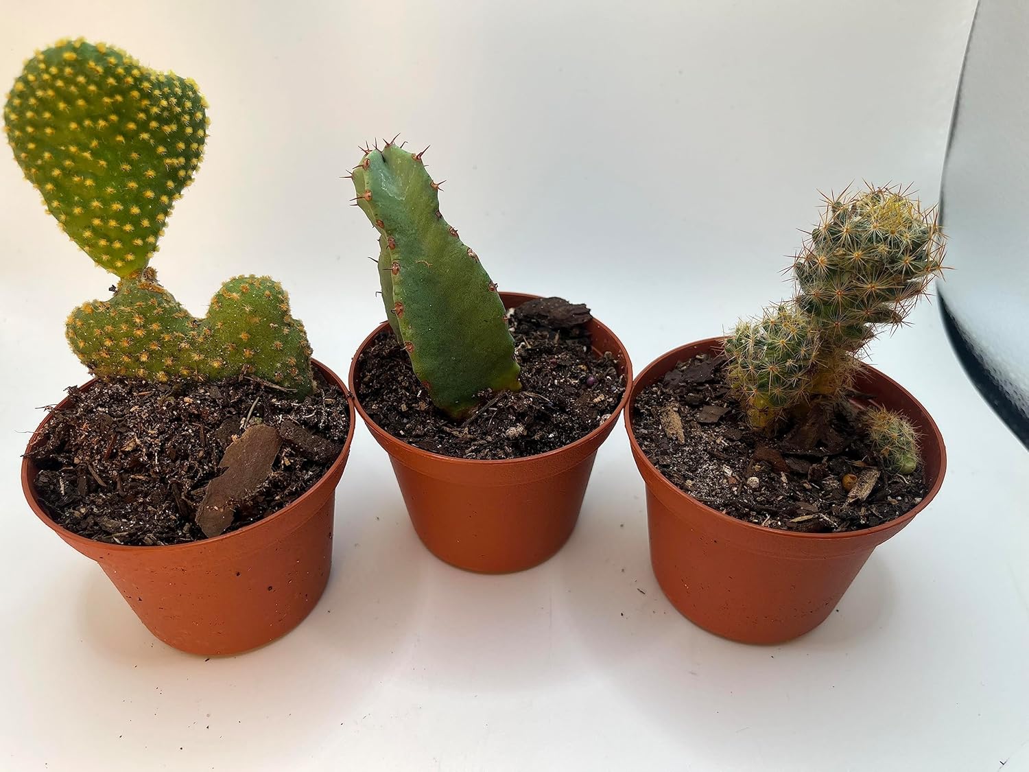 Amazon.com : Succulents & Such Instant Cactus Collection 3 Piece Cactus ...
