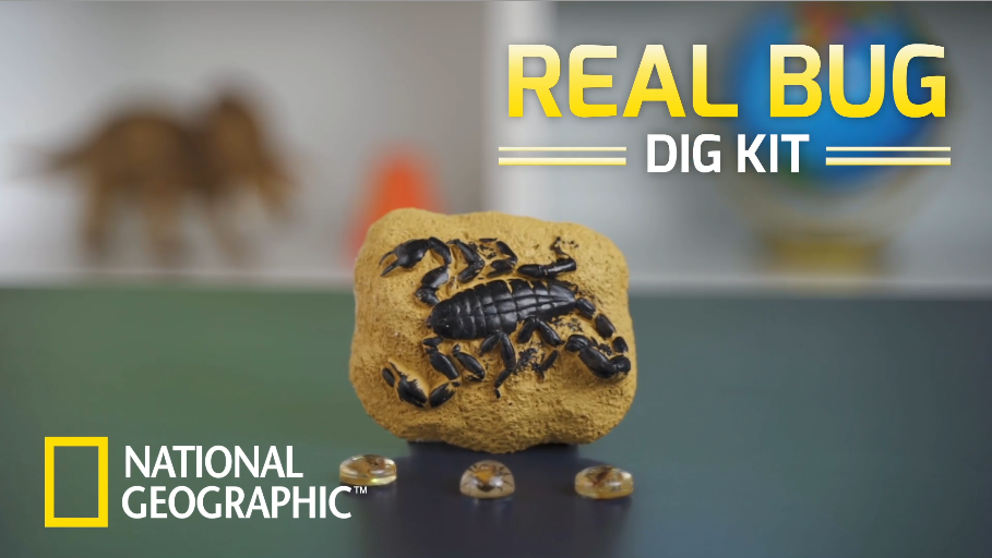 Watch NATIONAL GEOGRAPHIC Real Bug Dig Kit on Amazon Live