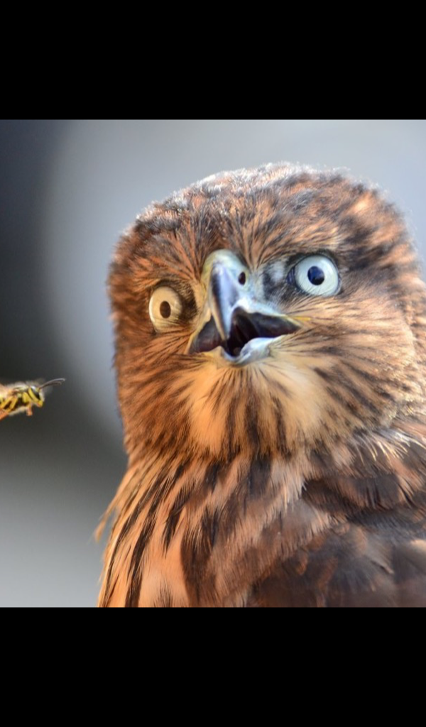 Hawk Wallpaper -- HD Wallpapers of Hawks! - App on the Amazon Appstore