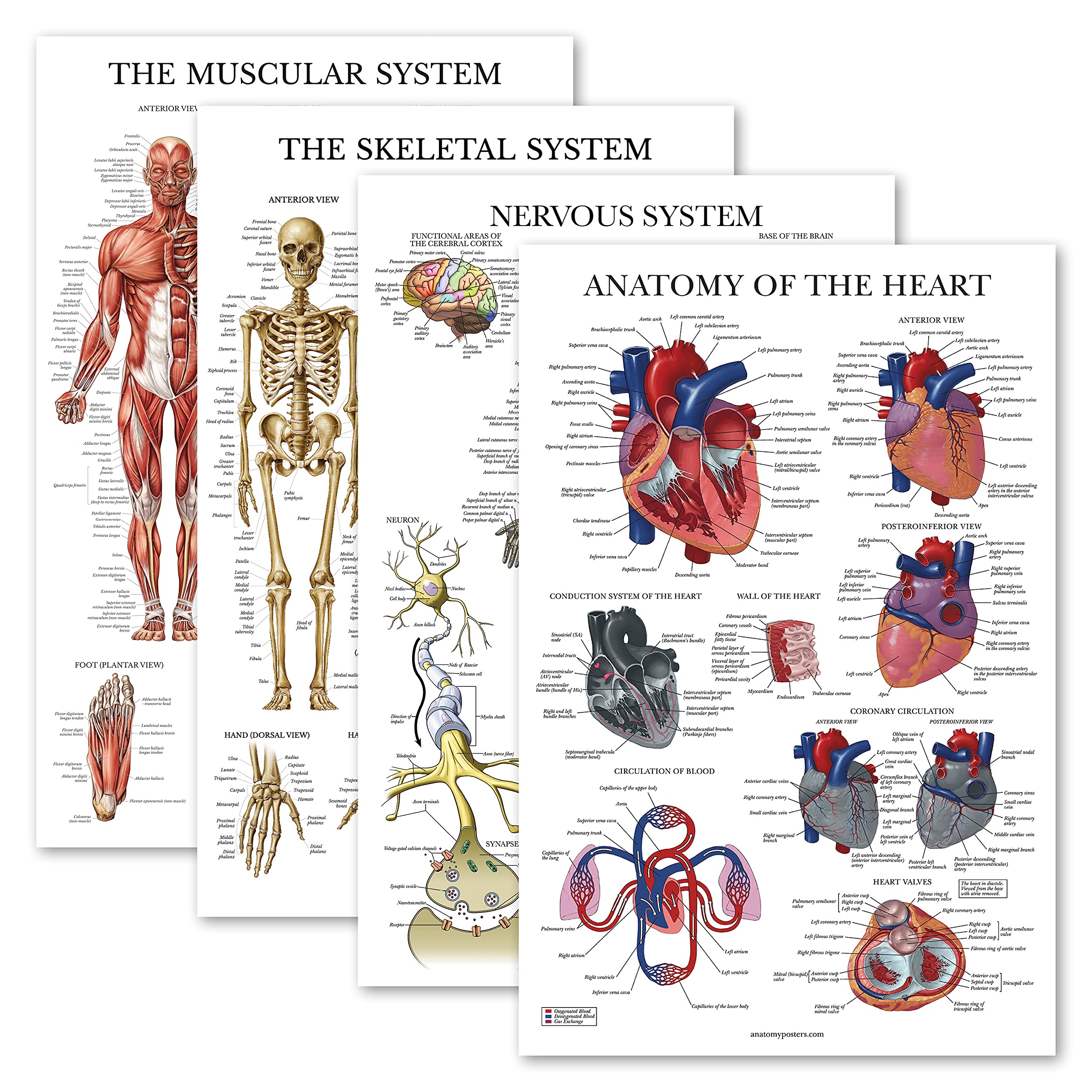 Buy 4 Pack - Anatomical Set - Laminated - Muscular, Skeletal, Nervous ...