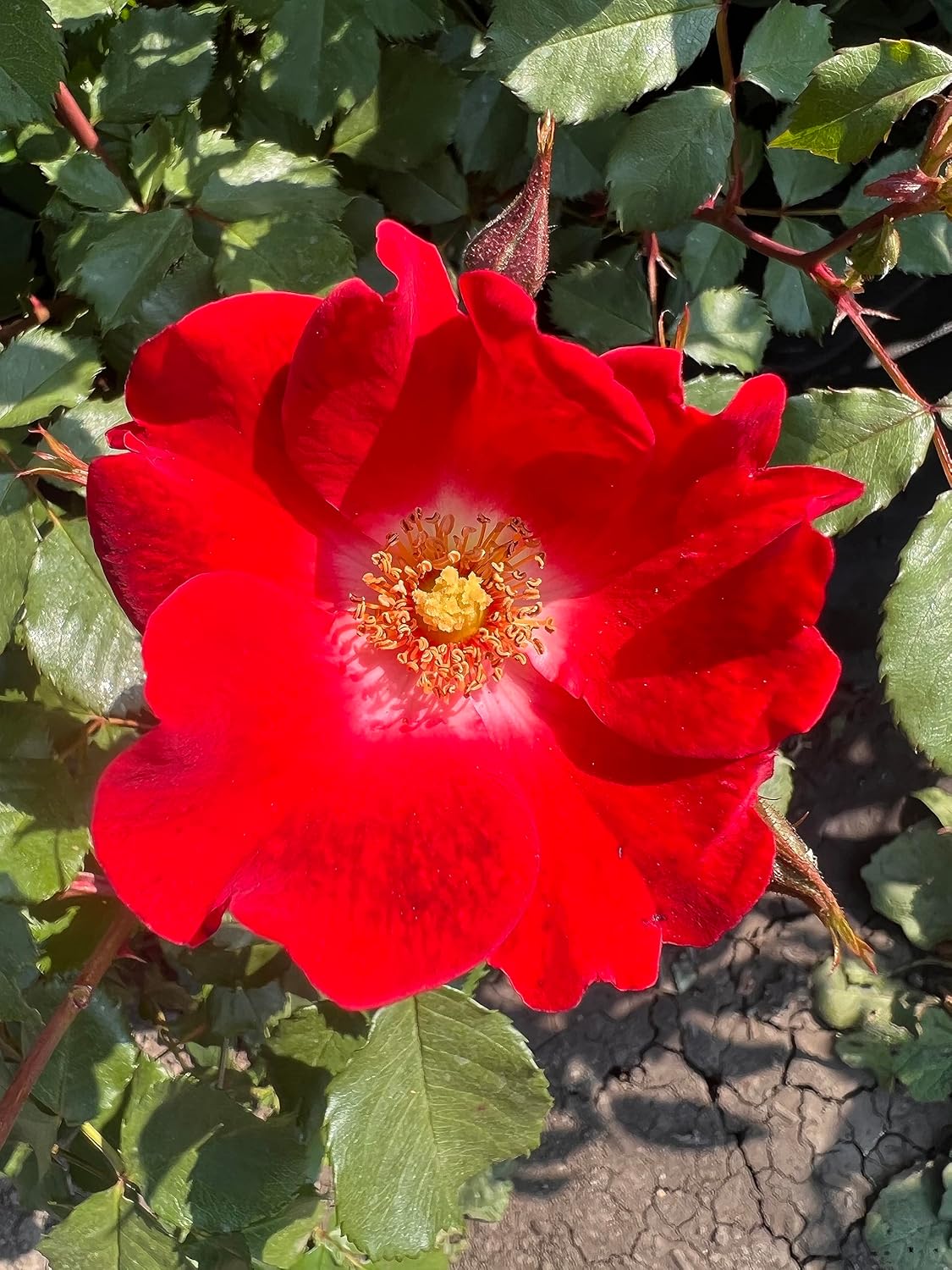 'Our Molly' - Eye-Catching Red Blooms with White Centre - Potted Shrub ...
