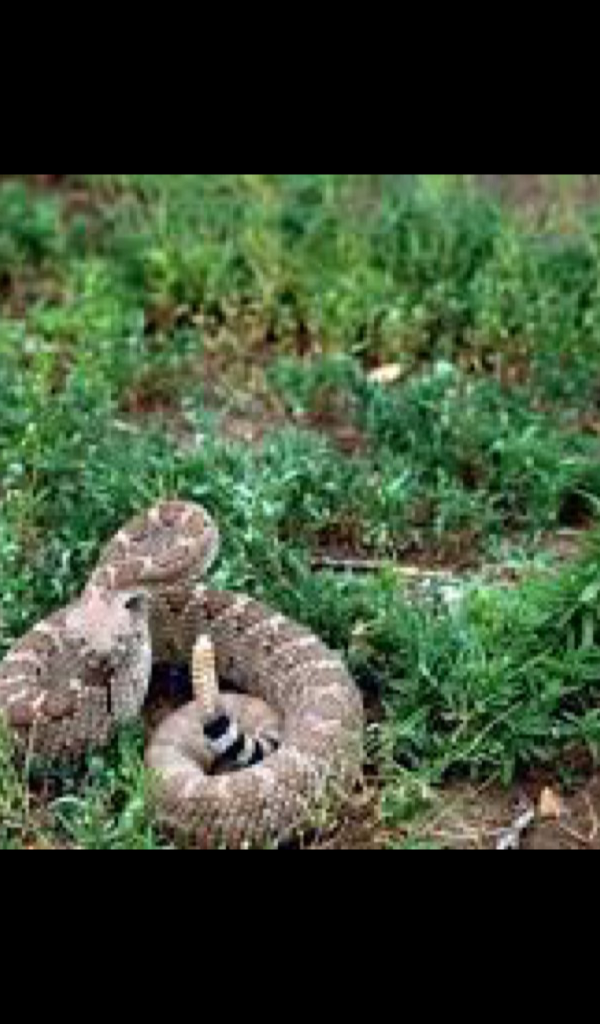 diamondback snake Wallpaper -- HD Wallpapers of diamondback snakes ...