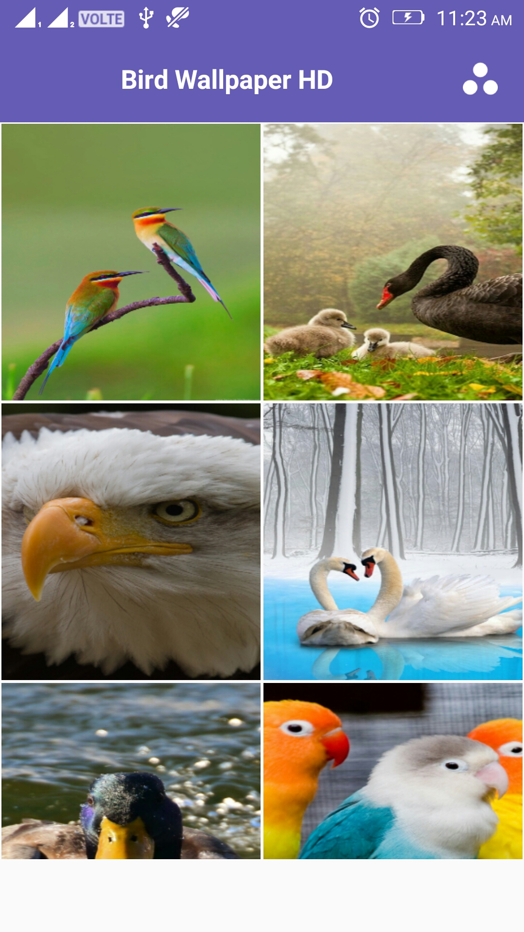 Bird 4K Wallpaper - App on the Amazon Appstore