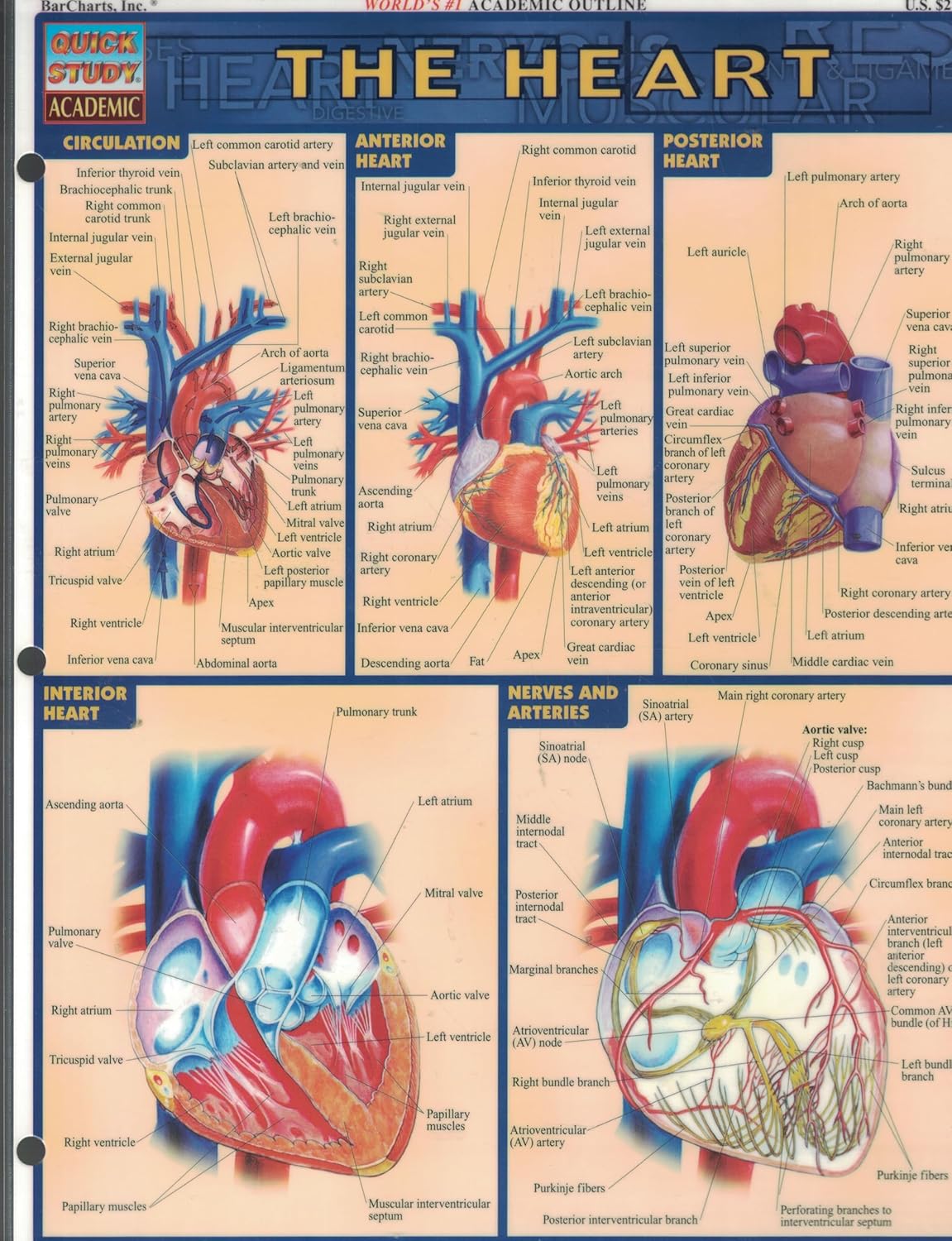 Heart: BarCharts, Inc.: 9781572223479: Amazon.com: Books