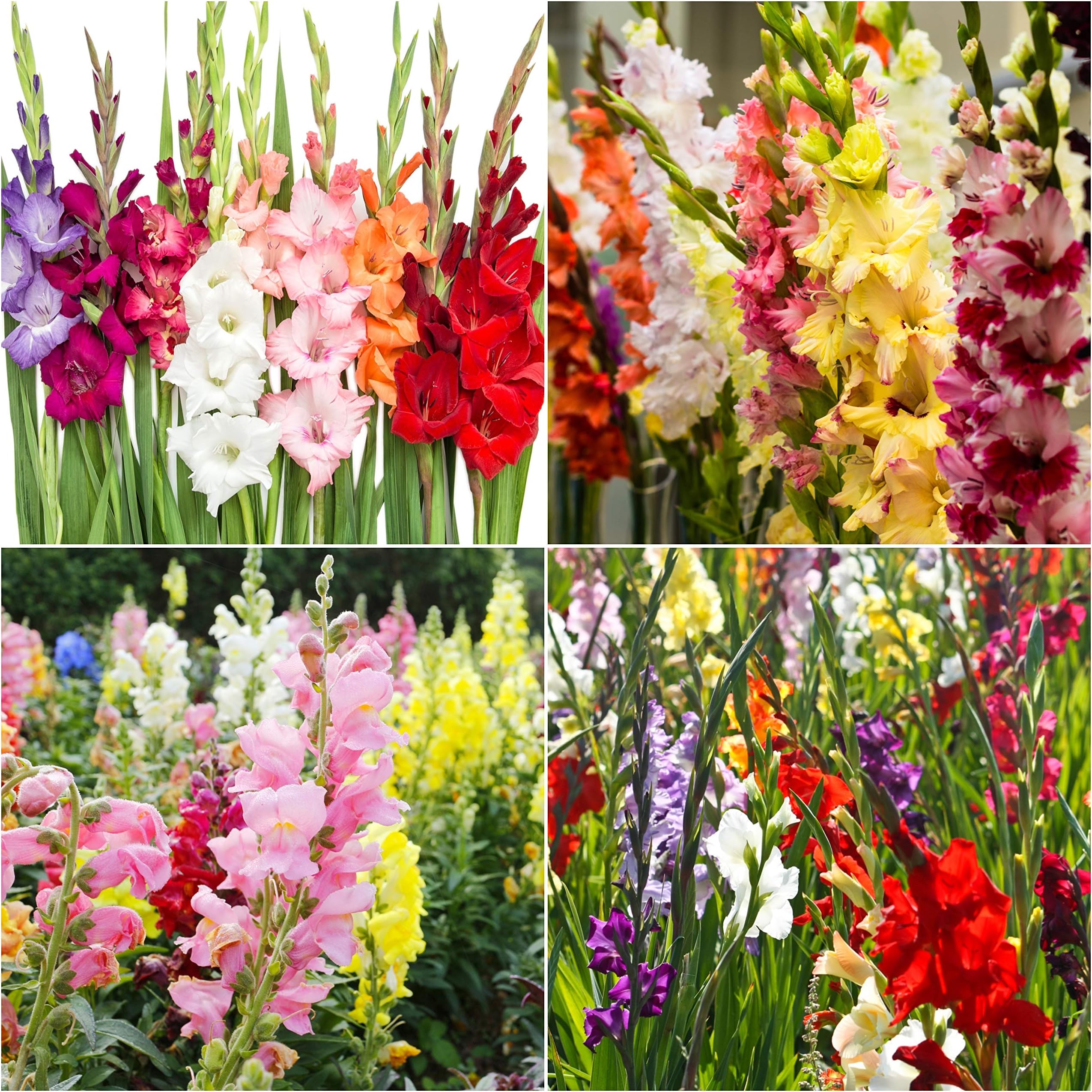 45 x Garden Pack – Ixia Corn Lily Mixed, Freesia Single Mixed ...
