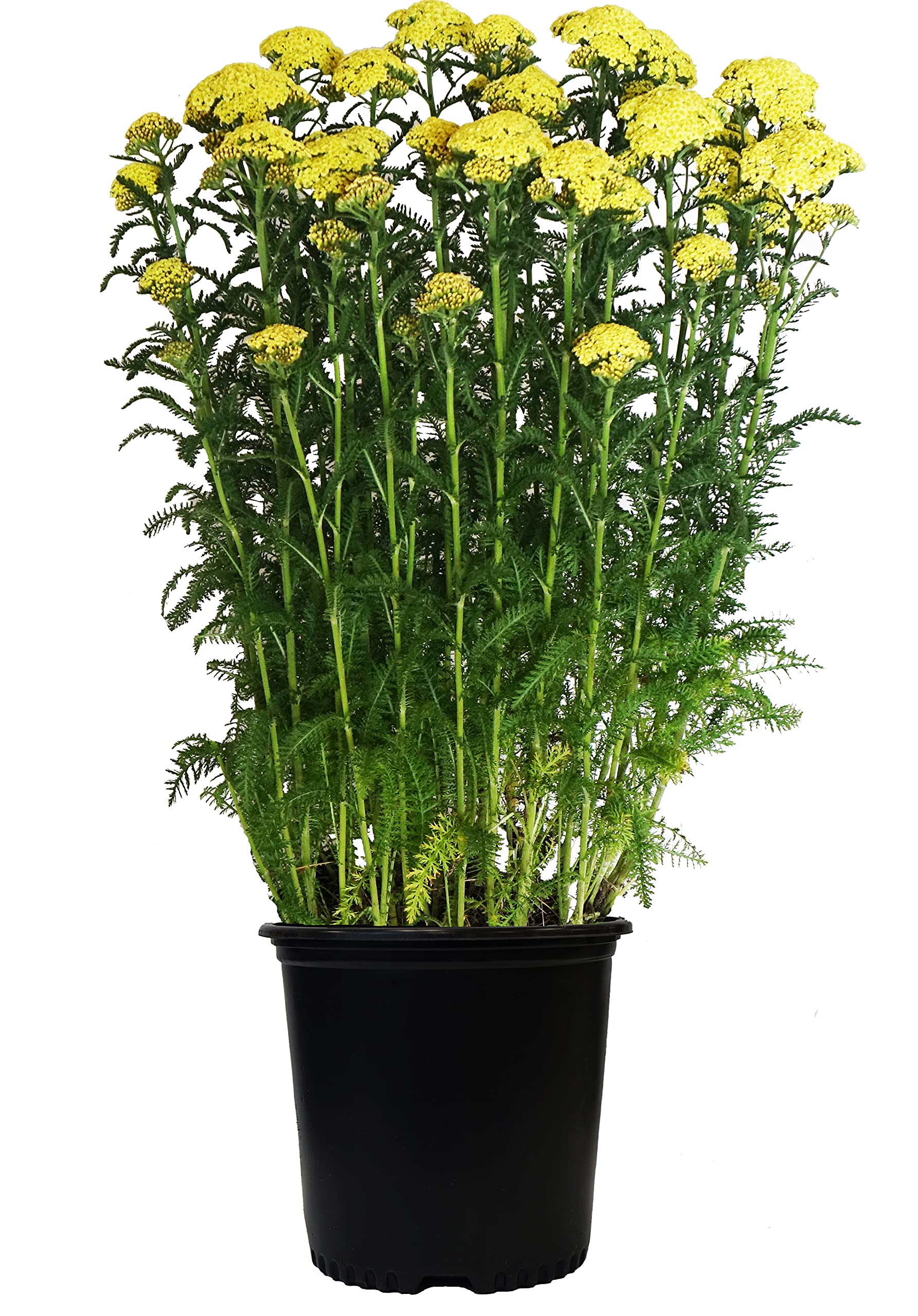 Amazon.com : Achillea x. 'Moonshine' (Yarrow) Perennial, yellow flowers ...