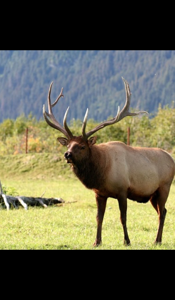 Reindeer Wallpaper -- HD Wallpapers of Reindeer! - App on Amazon Appstore