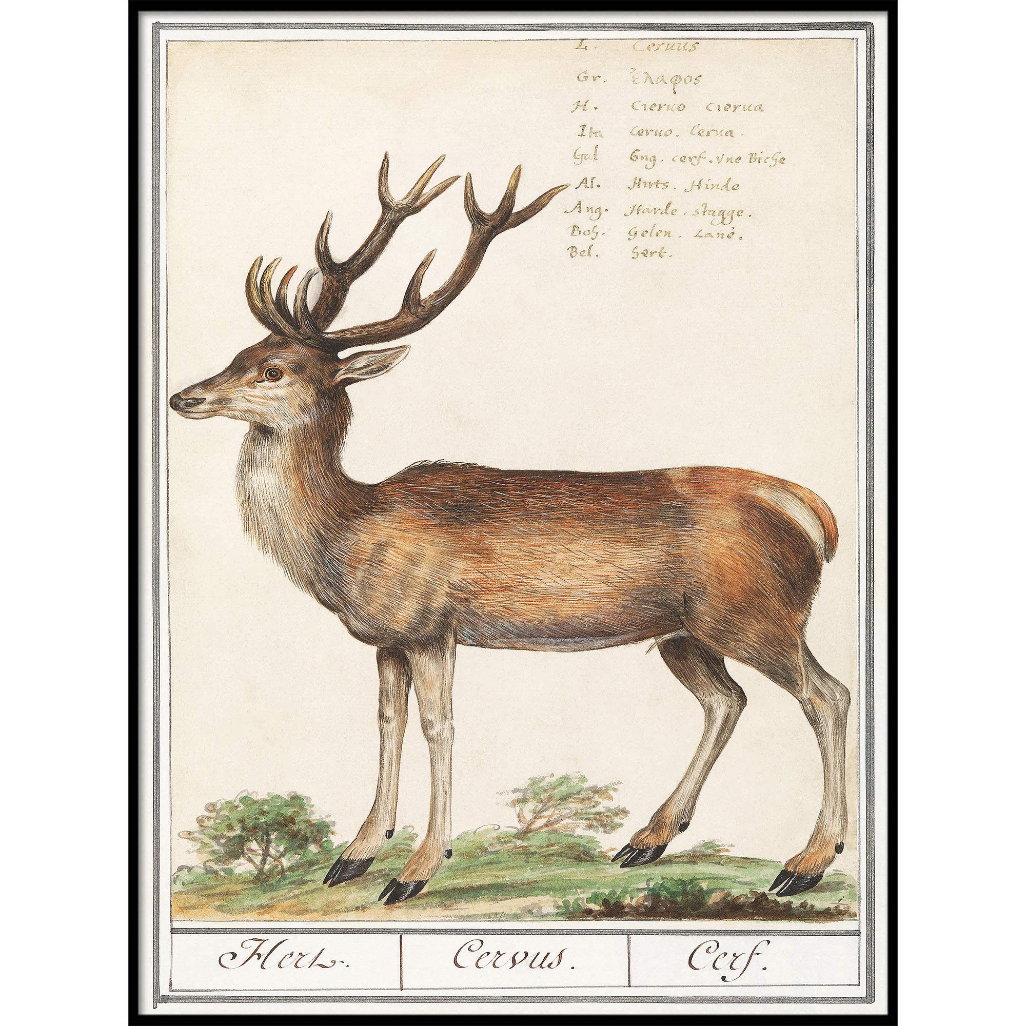 Deer Illustration Vintage