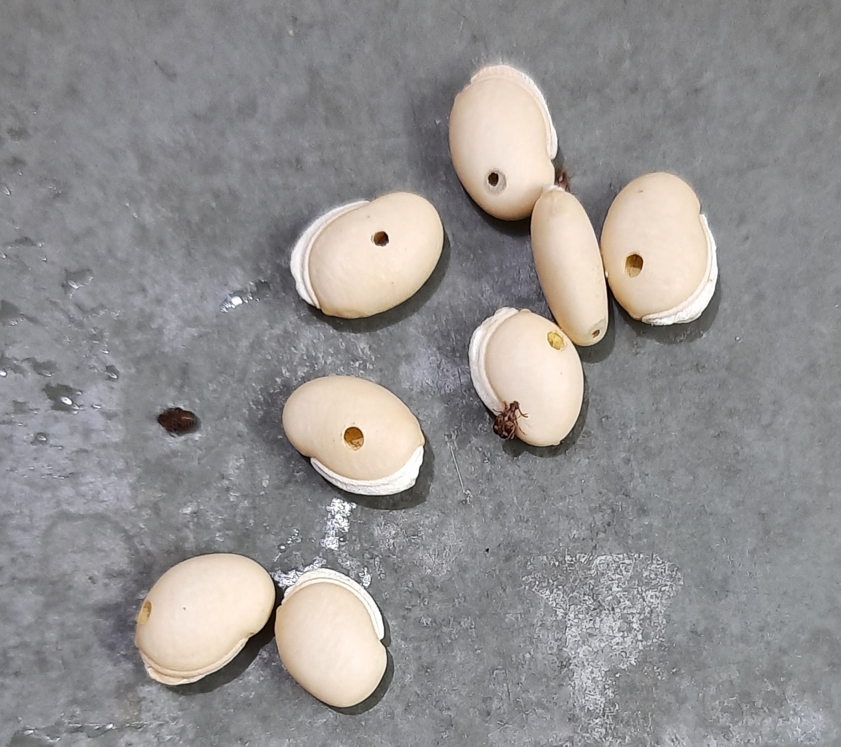 Eco Herbs India Double Beans (Mochai) Lima Beans 1 Kg | Mocha Payiru ...