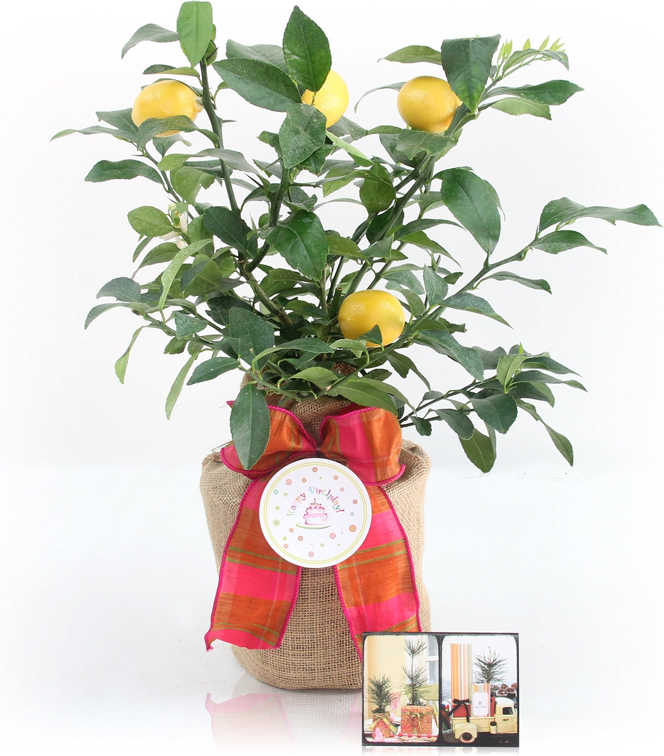 Amazon.com : Lisbon Lemon Tree, Live 2 to 3 Ft Lemon Citrus Plant ...