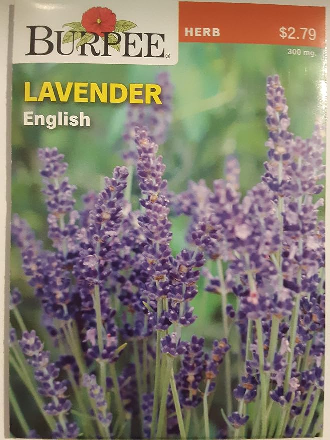 Amazon.com : Burpee Lavender English Herb : Patio, Lawn & Garden