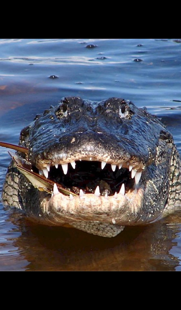 Alligator Wallpaper -- HD Wallpapers of Alligators! - App on Amazon ...