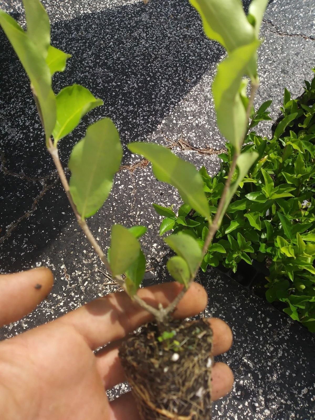 Amazon.com : Barbados, Acerola Cherry Tree Plant, Live Plant, Pesticide ...