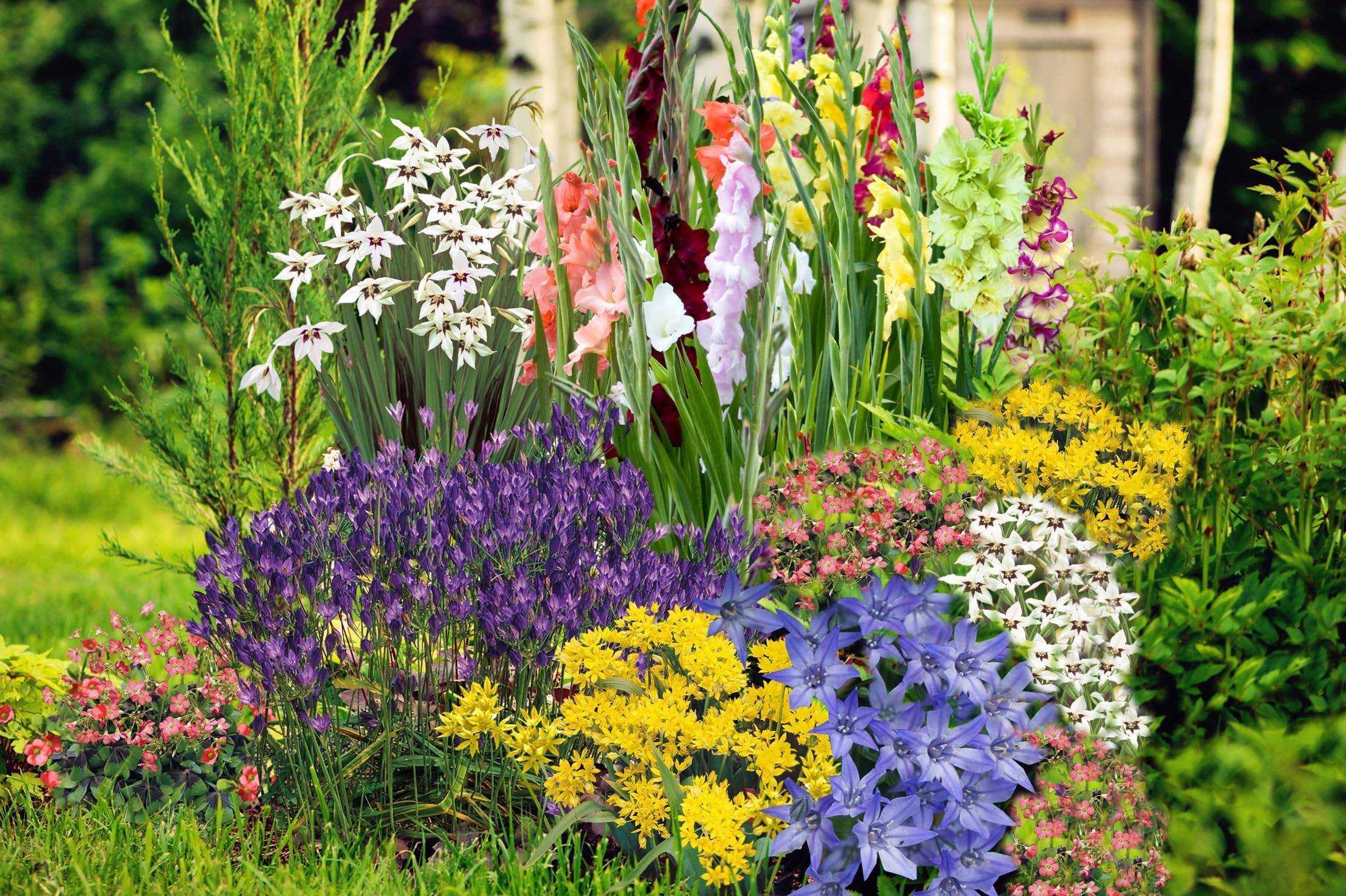 Summer Bulb Collection - Vibrant Flowering Bulbs for Year-Round ...