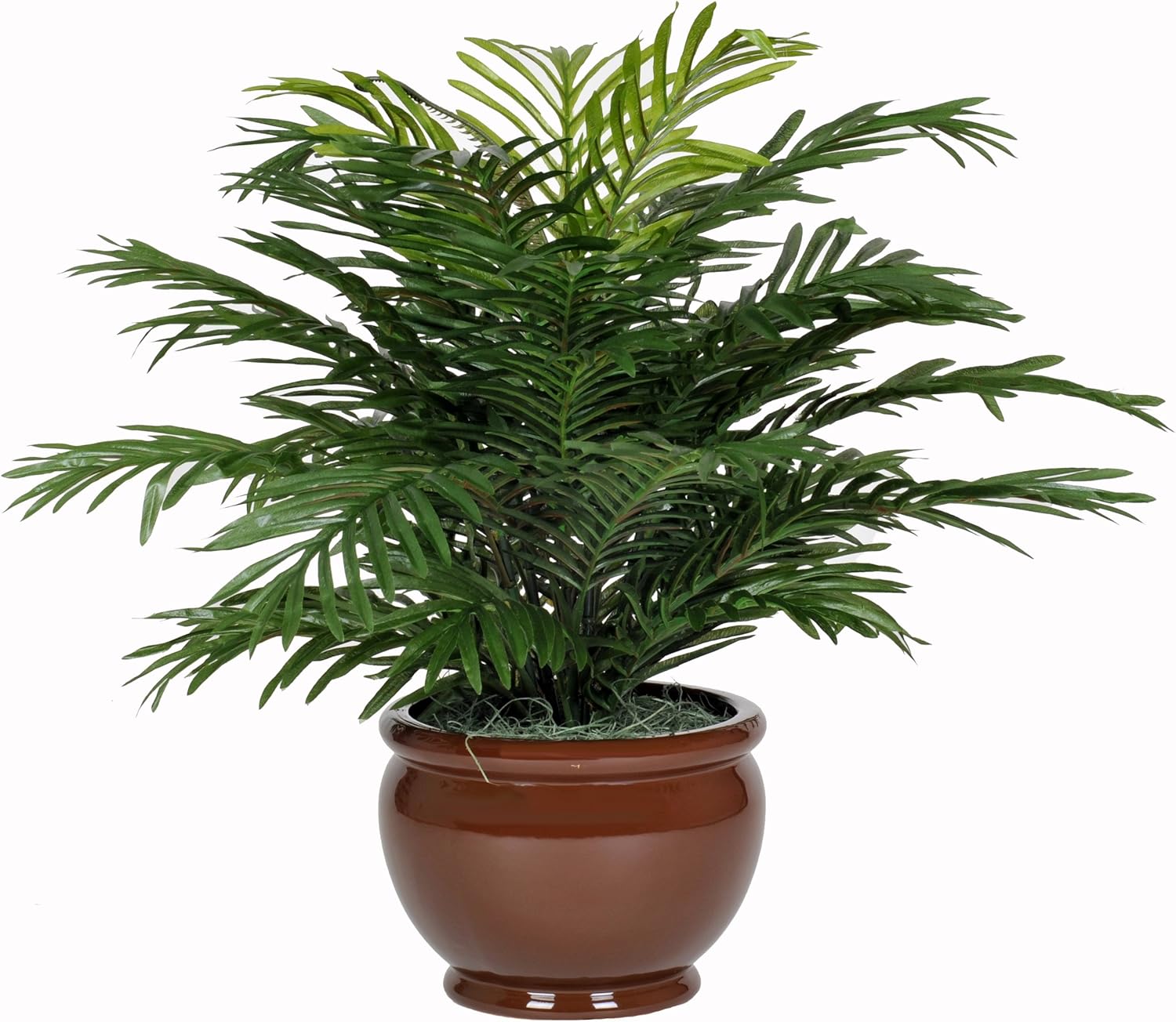 Amazon.com: House of Silk Flowers Artificial Parlor Fern in Fishbowl ...
