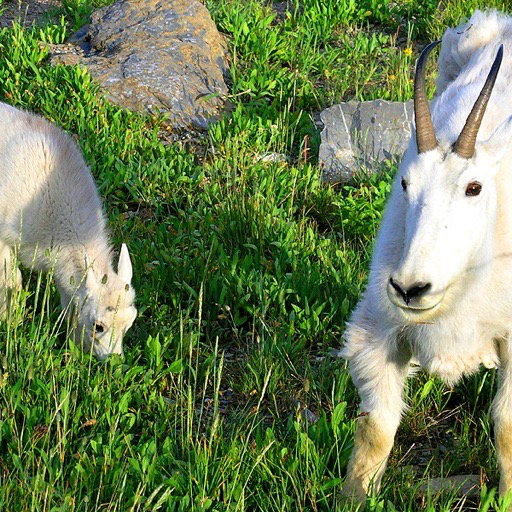 goat Wallpaper -- HD Wallpapers of goats!:Amazon.de:Appstore for Android
