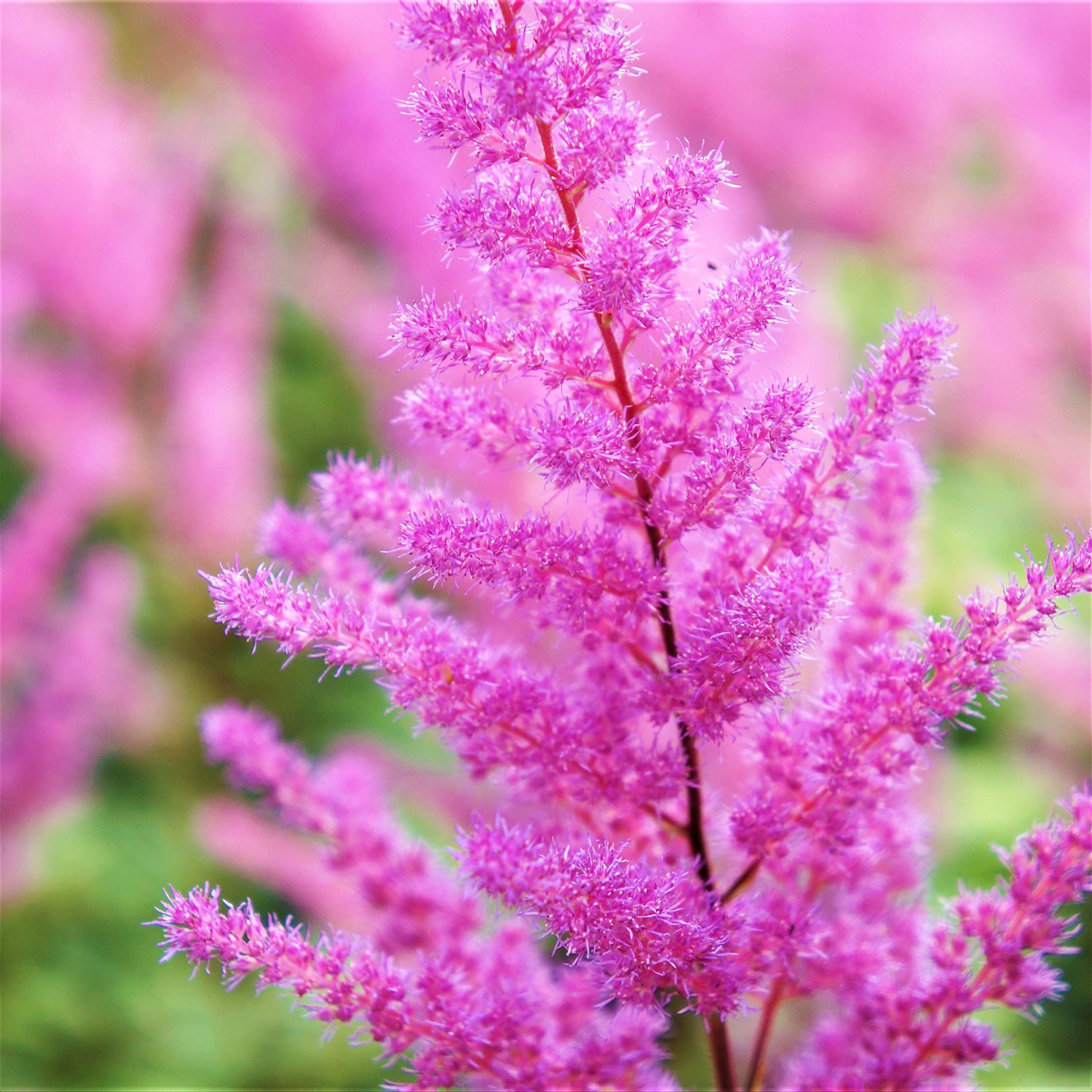 Amazon.com : Easy to Grow Astilbe Vision - 1 Plant Bareroot, Purple ...
