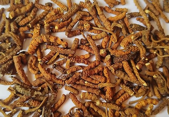 Buy Pure Cordyceps (Kidajadi) Tukda 5gram Online at Low Prices in India ...