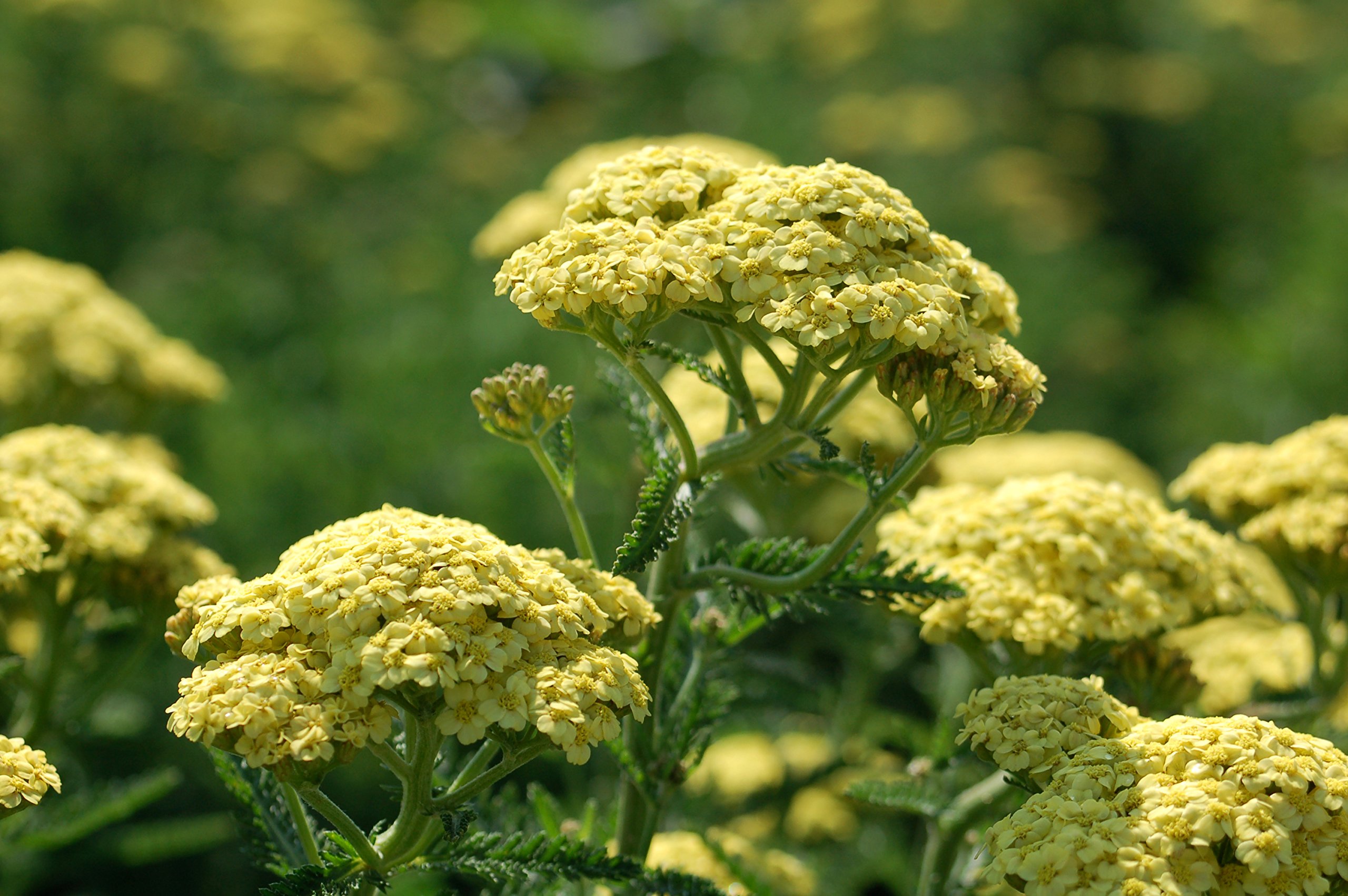 Yellow Yarrow Flower Golden Yarrow