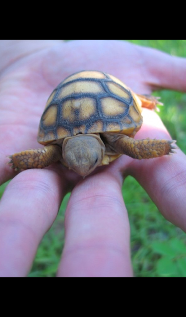 Cute Turtle Wallpaper -- HD Wallpapers of Cute Turtles! - App on Amazon ...