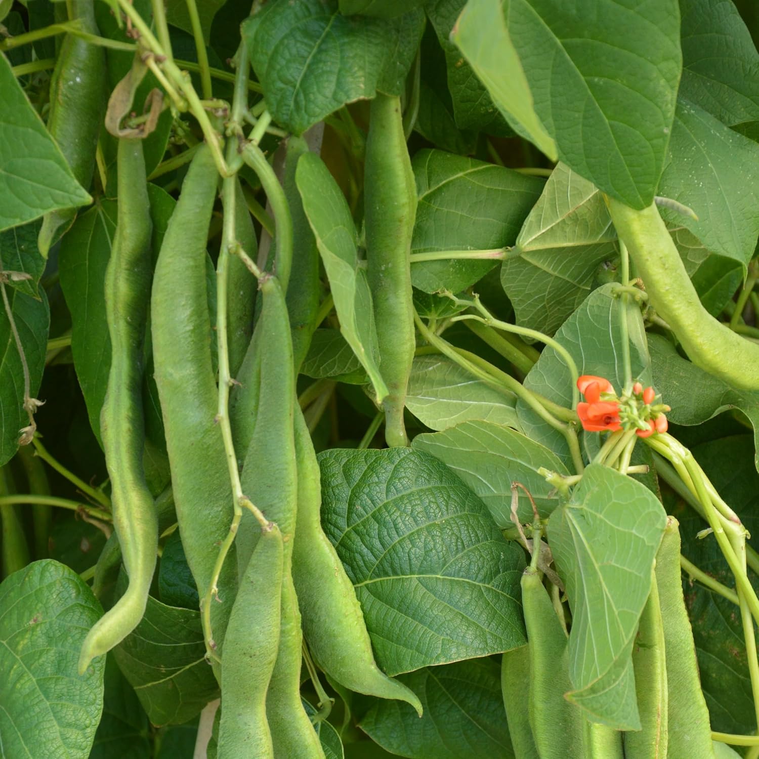 PREMIER SEEDS DIRECT - Runner Bean - Scarlet Emperor - 37 GRAM ~ Approx ...