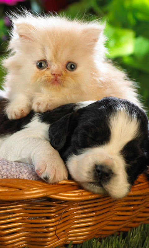 Cute Animals Live Wallpaper - App on Amazon Appstore