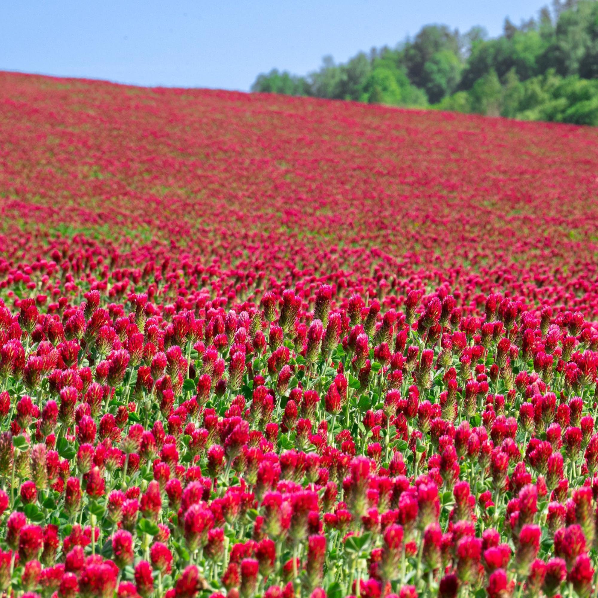 Amazon.com : Red Clover Seeds, 1 Pound : Patio, Lawn & Garden