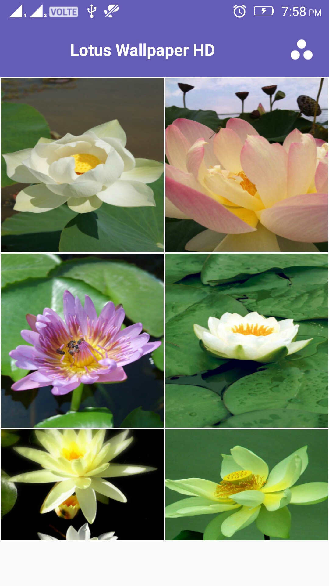 Lotus 4K Wallpaper - App on the Amazon Appstore