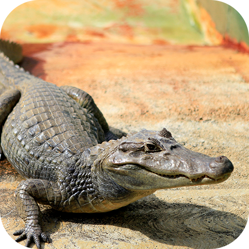Crocodile Wallpapers - App on Amazon Appstore