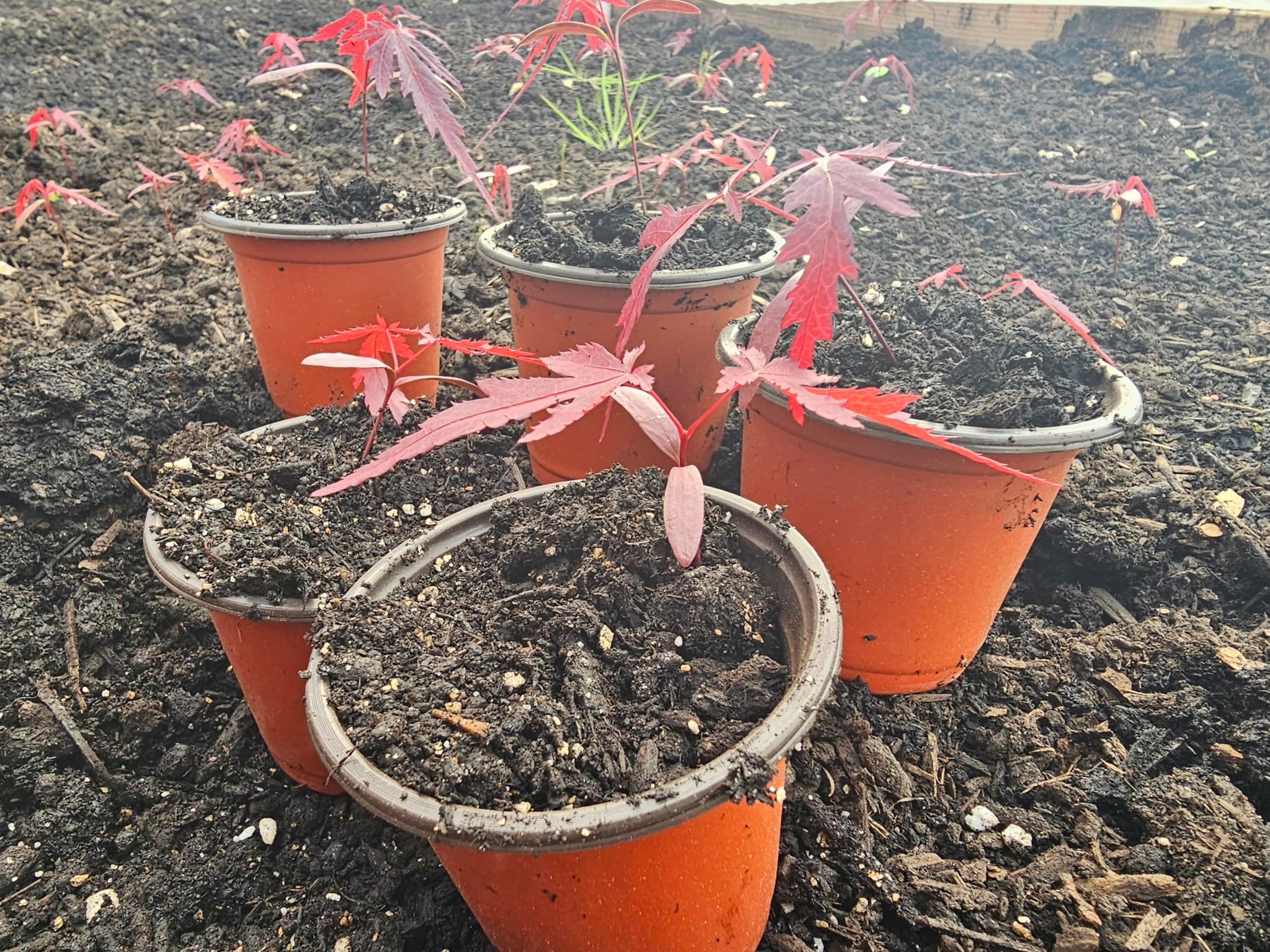 Amazon.com : RED Cloud Japanese Maple - Acer palmatum 'Red Cloud' 3 ...