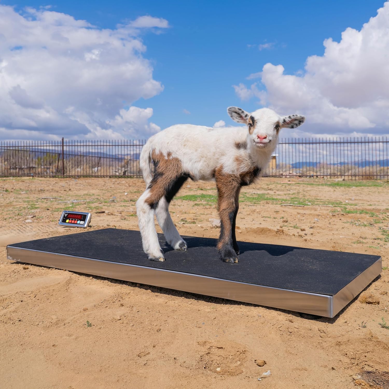 Amazon.com: PEC Scales 700lbs Vet Animal Scale/Livestock Scale, Digital ...