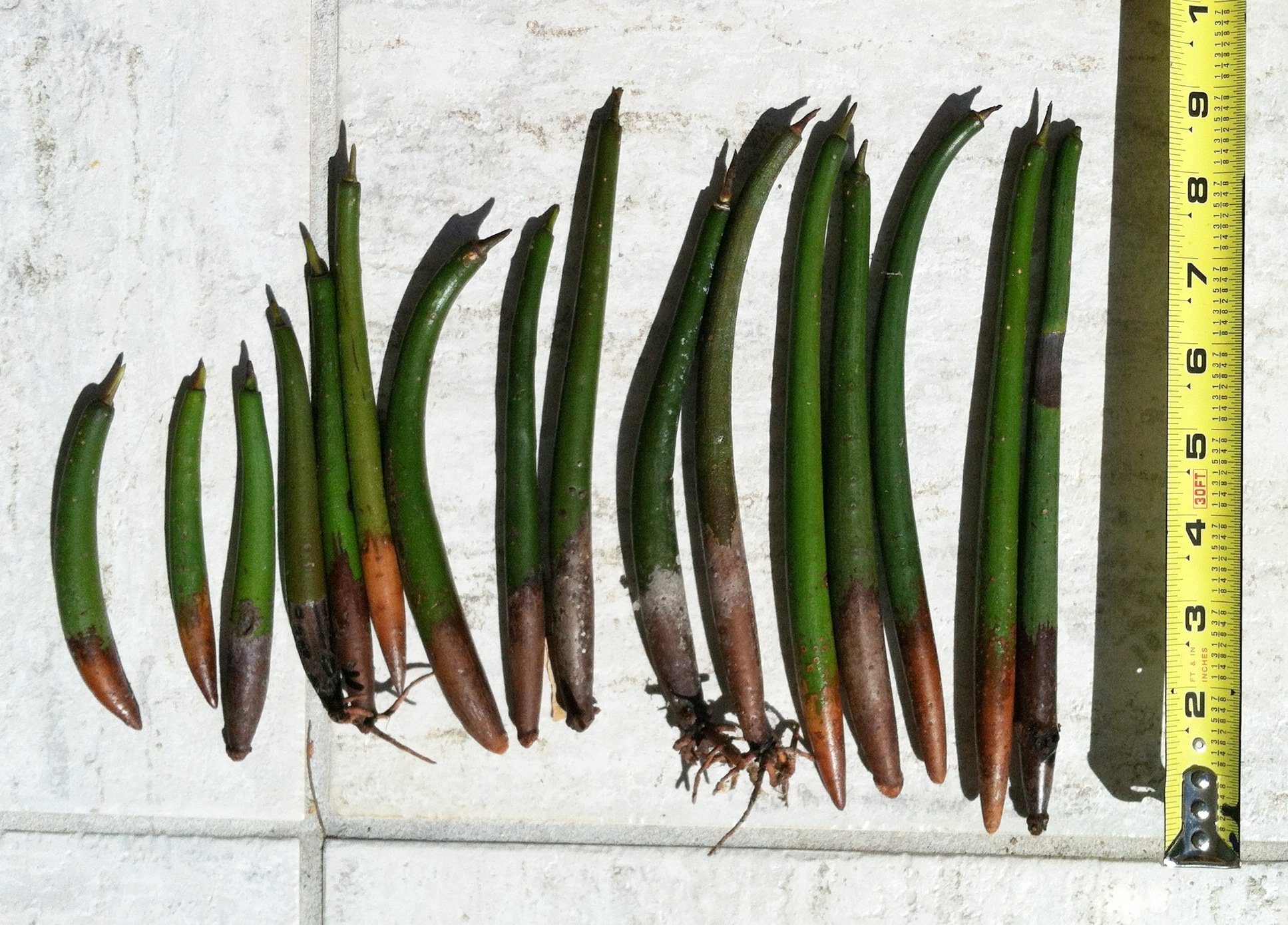 Red Mangrove Seeds Red Mangrove Tree Species Profile