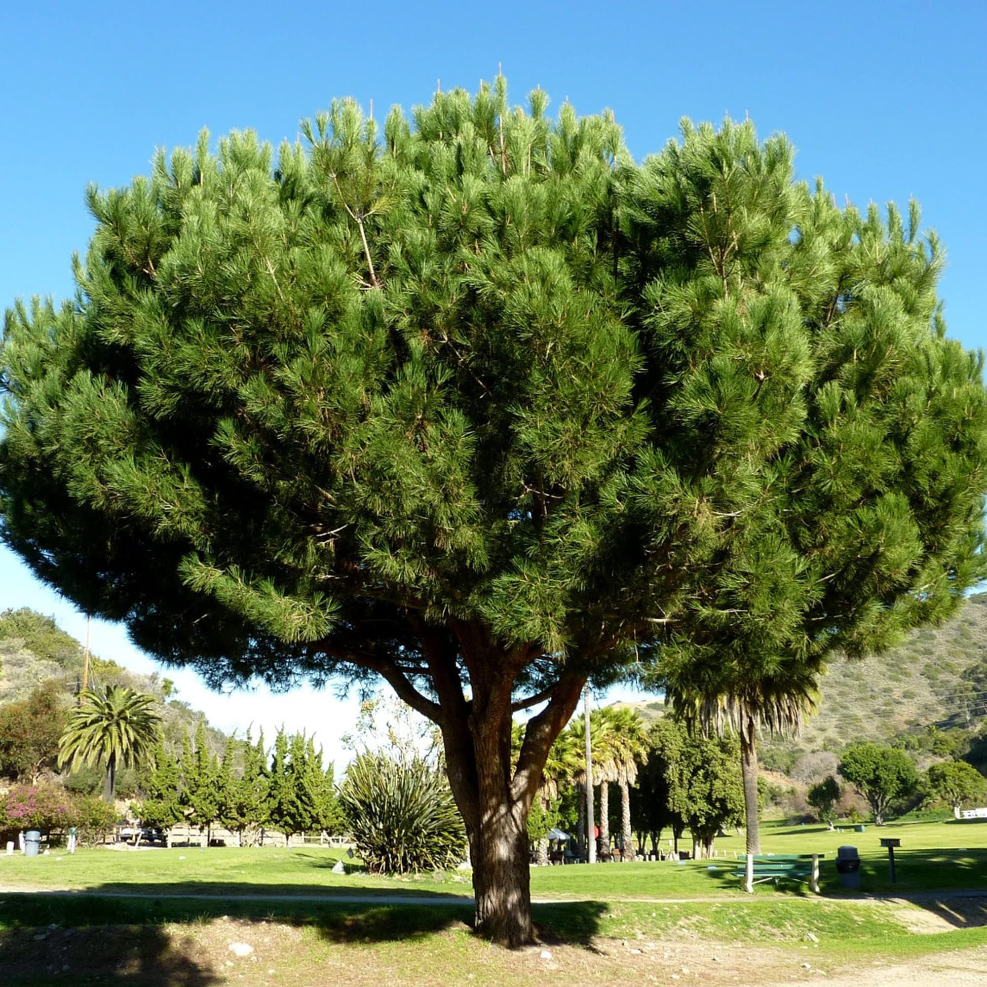 Amazon.com : Big Pack - (30) Italian Stone Pine Seeds, Pinus pinea Pine ...