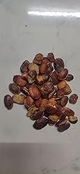 Pmw - Kanuga Seeds - Honge - Karanja - Pungai - Millettia Pinnata ...