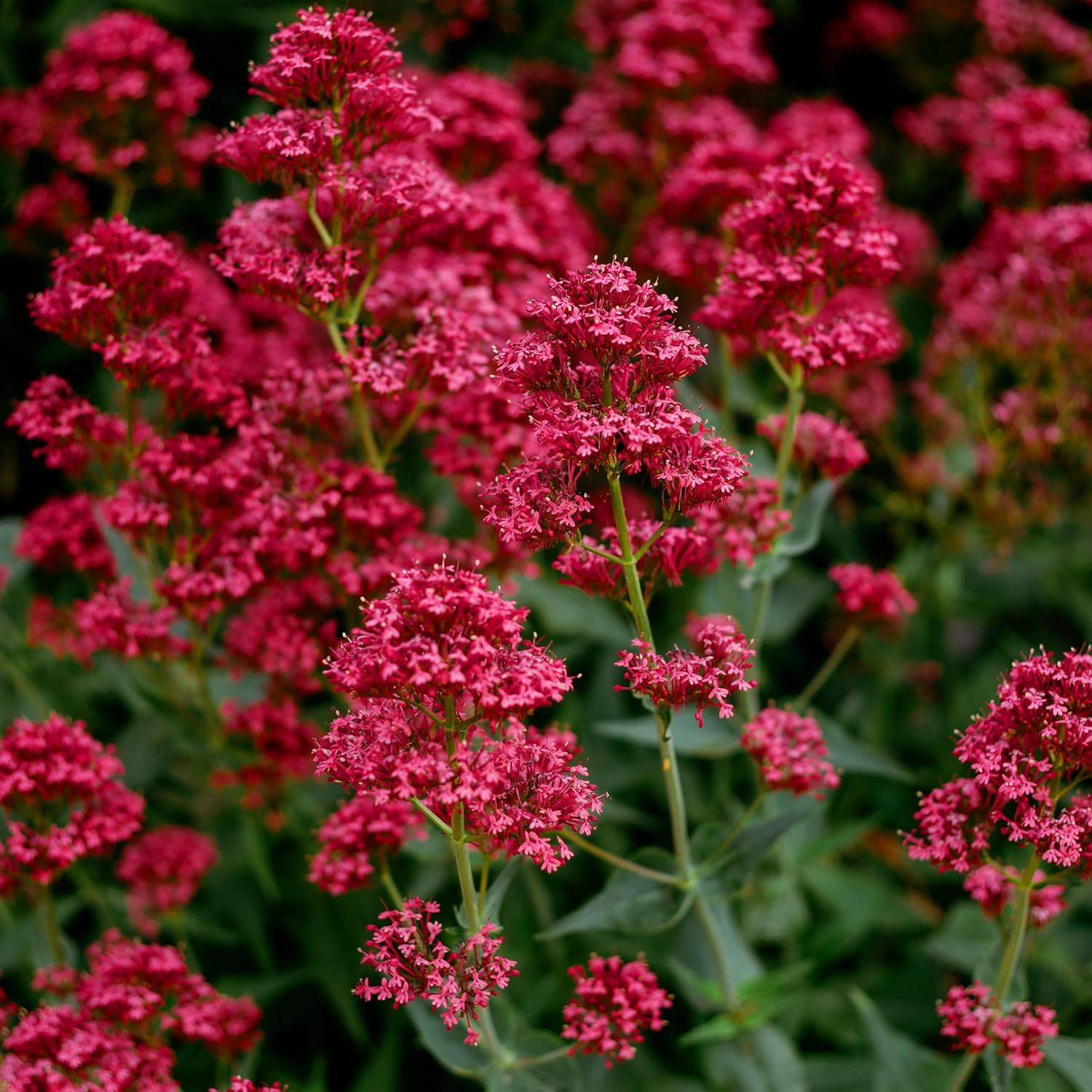 Amazon.com : KVITER 50 Red Spur Valerian Seeds Jupiters Beard ...