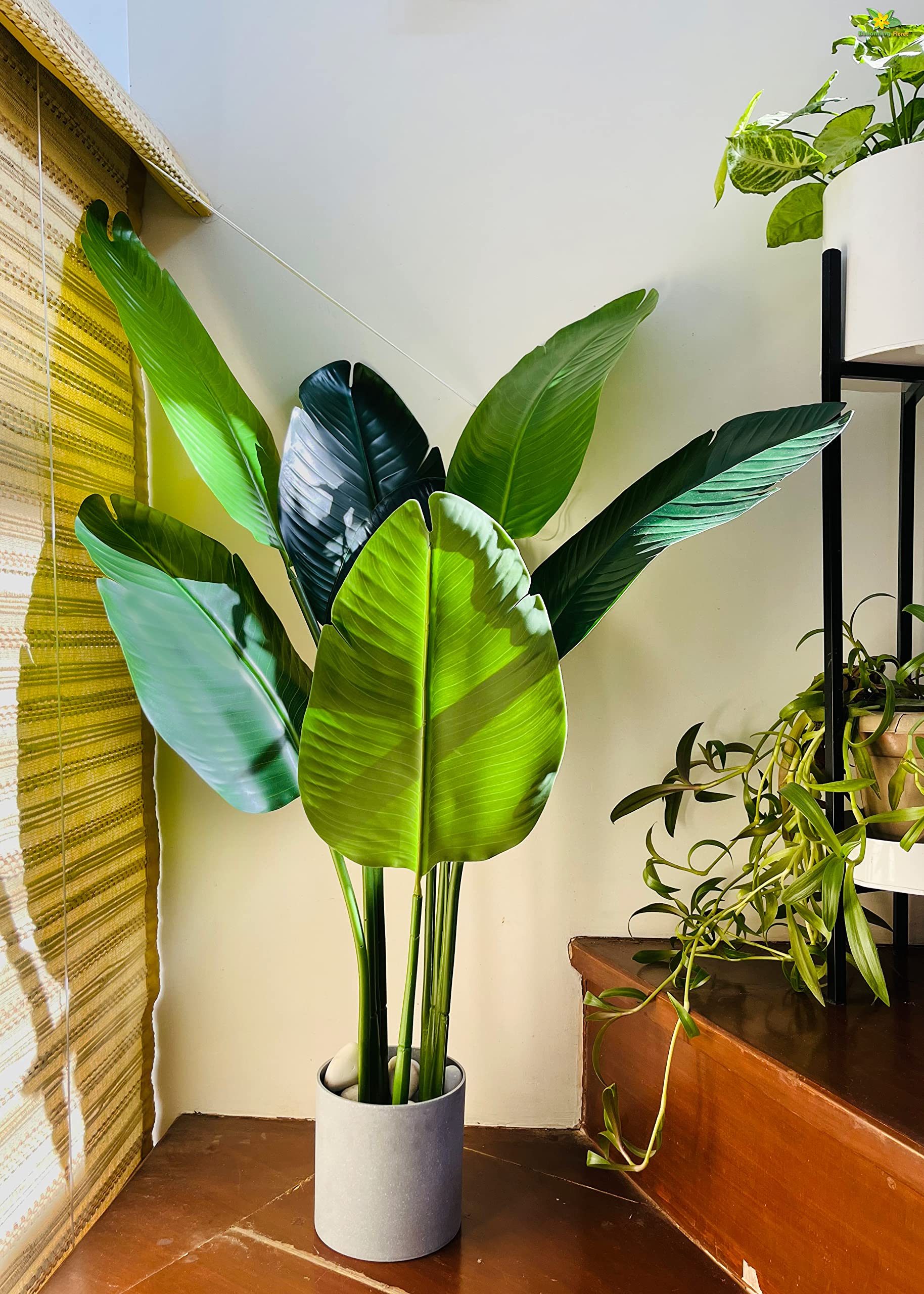 12 Indoor Plants That Look Like A Banana Tree || Stylish Houseplants ...