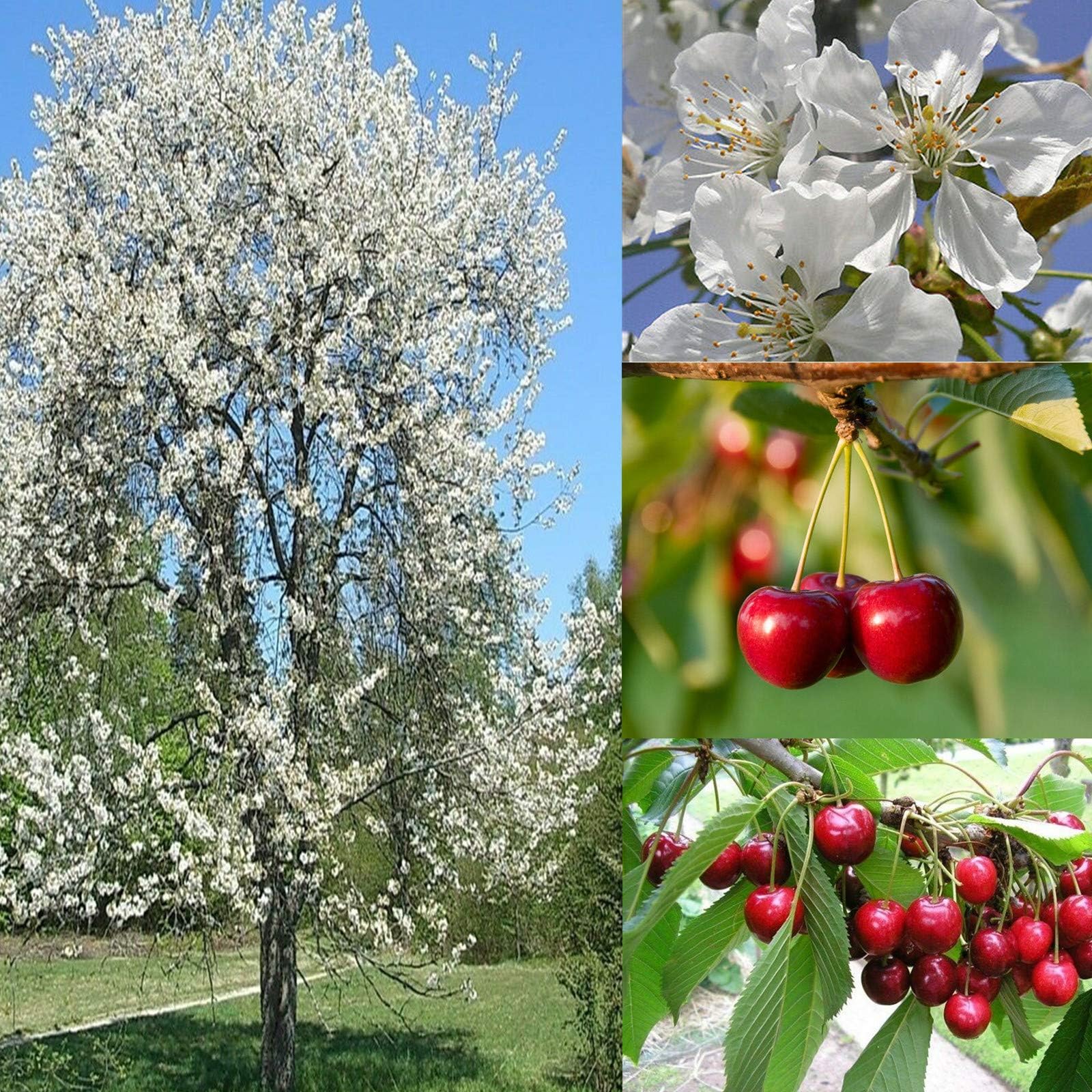Amazon.com : Sweet Cherry Seeds Prunus avium Seeds 20 Pcs - Cherry ...