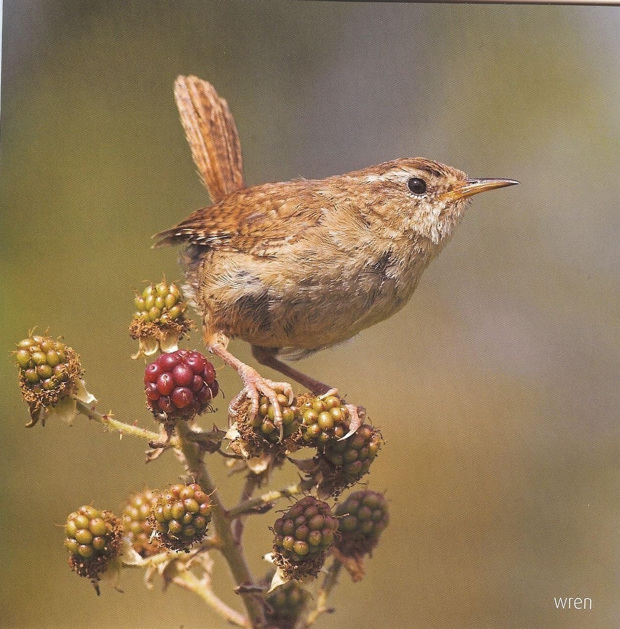 rspb Wren Greeting Sound Card : Amazon.co.uk: Computers & Accessories