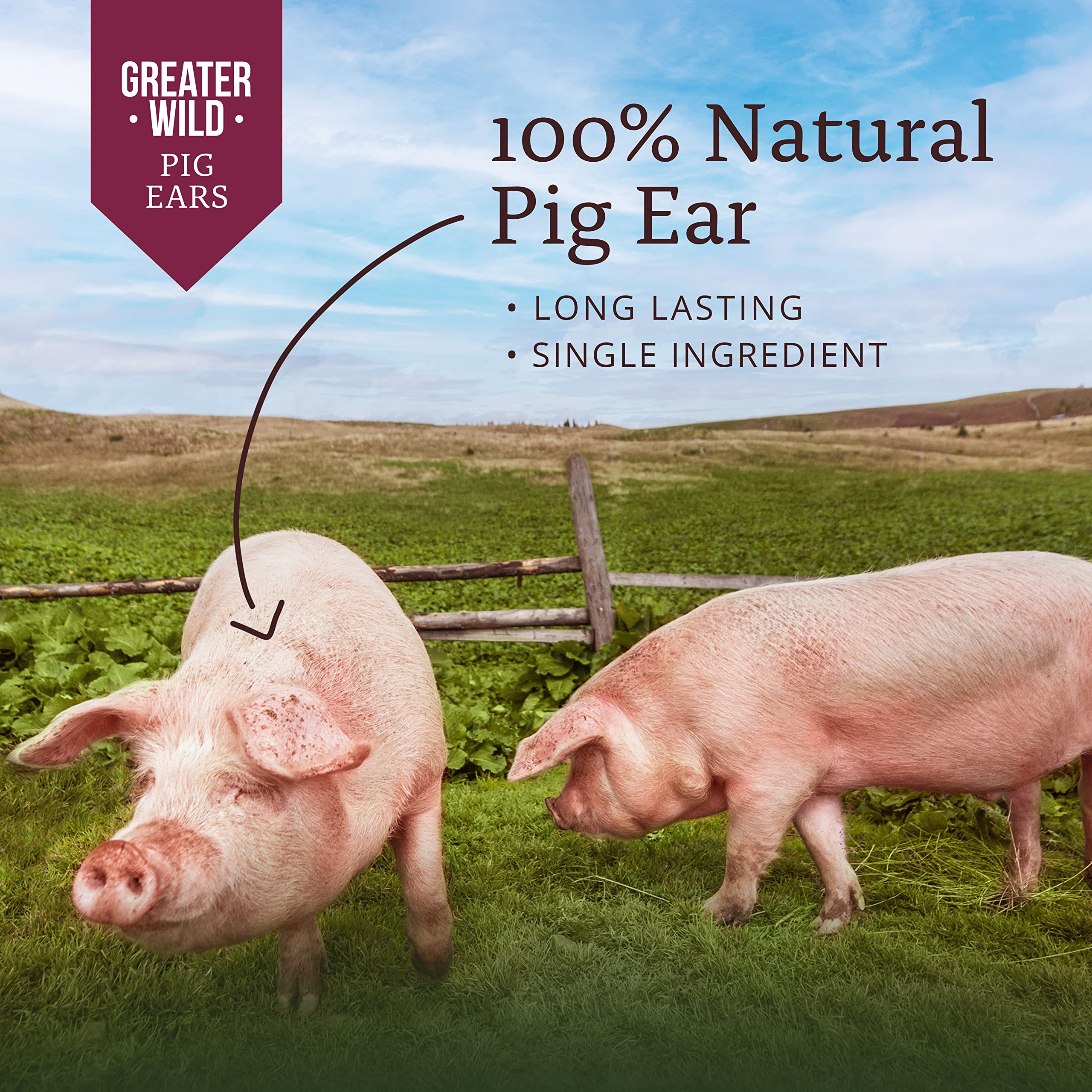 Are Pig Ears Better For A Lancashire Heeler Than Rawhide Ears
