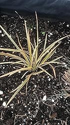GardenersDream 5 x Mixed Phormium Outdoor Plants - Live Evergreen Hardy ...