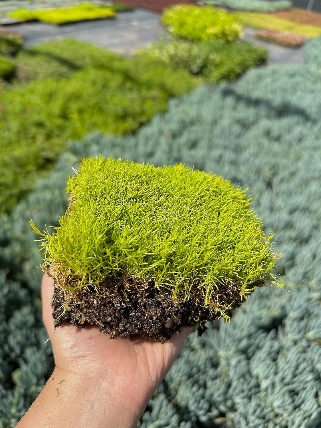 Amazon.com : Scotch Moss - Live Plant Quad : Patio, Lawn & Garden