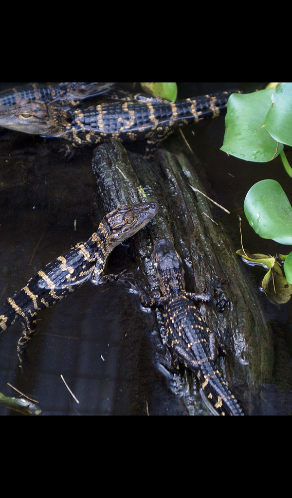 Baby Alligator Wallpaper -- HD Wallpapers of Baby Alligators! - App on ...