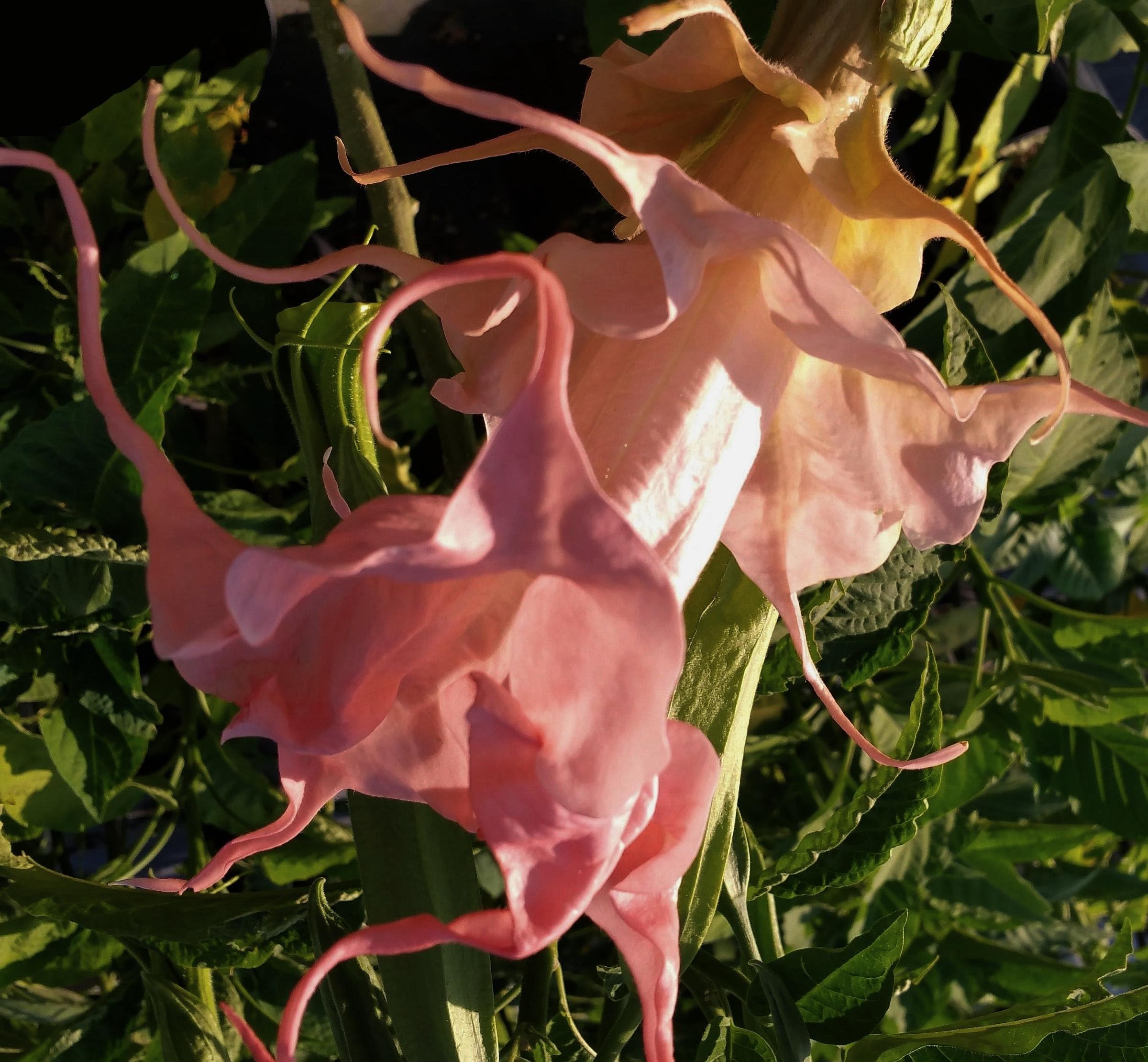 Amazon.com : Seeds4planting - Seeds Abutilon (Flowering Maple ...