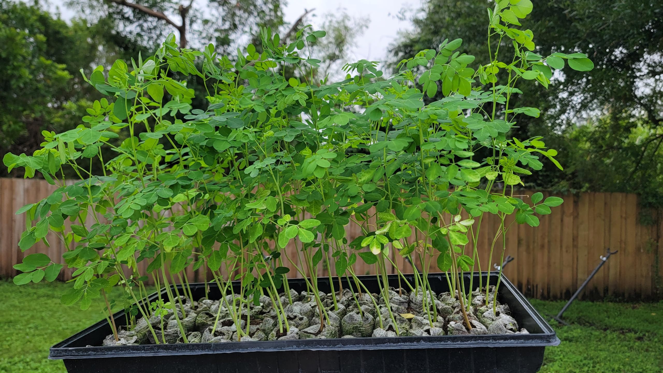 Amazon.com : Moringa Plants 10 Moringa Trees Live Saplings - PKM1 ...