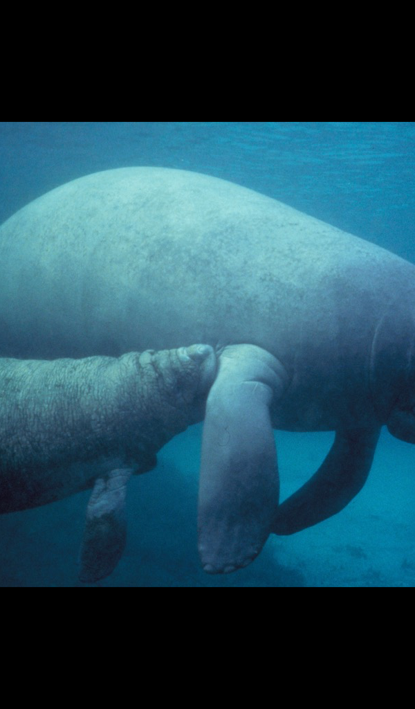Dugong Wallpaper -- HD Wallpapers of Dugongs! - App on Amazon Appstore